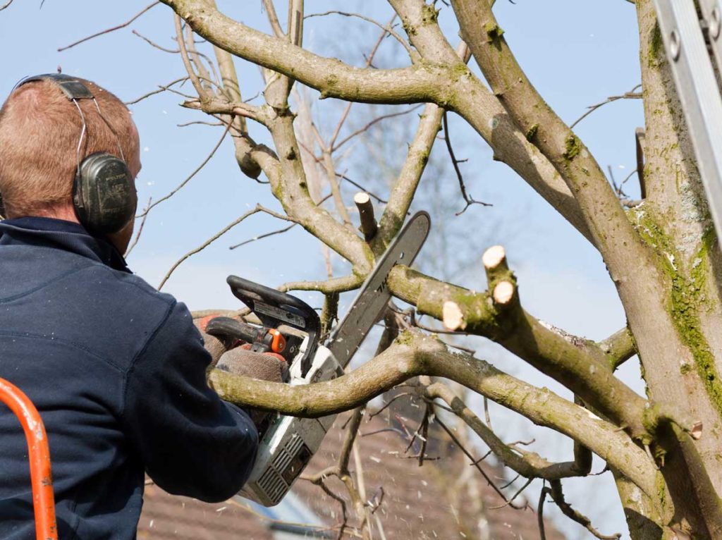 Cascade Tree Works - Tree Pruning & Trimming in Vancouver WA