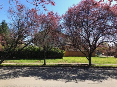 Consult an Arborist | Cascade Tree Works | Vancouver WA